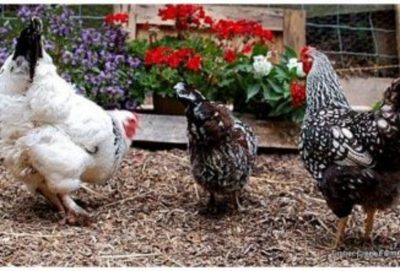 Red, White, and Blue Chicken Breeds - Backyard Poultry